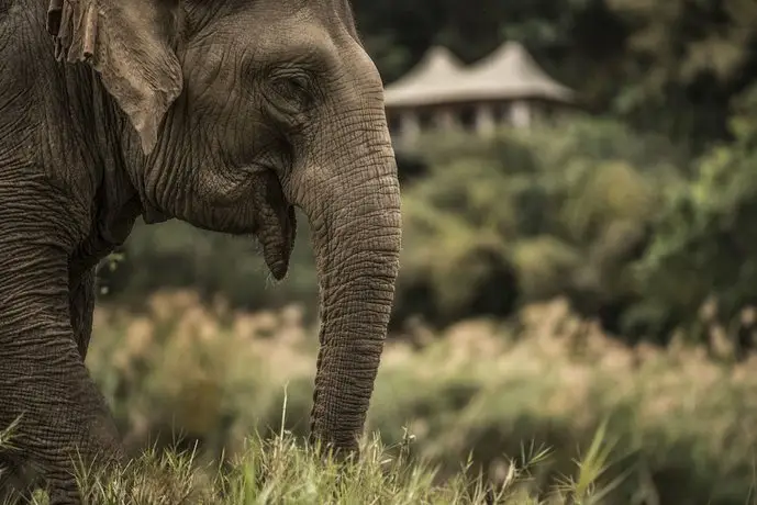 Four Seasons Tented Camp Golden Triangle (Chiang Saen): Exclusive ...